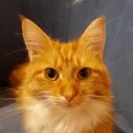 Vienna-cat